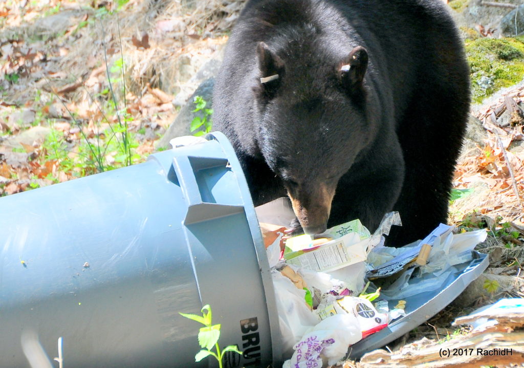 With bears in Asheville backyards, be ‘BearWise’ about managing trash - The City of Asheville