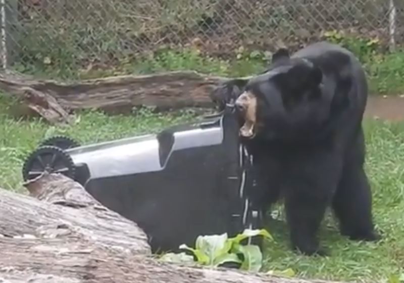 Asheville residents to be offered bear-resistant trash cans in pilot ...