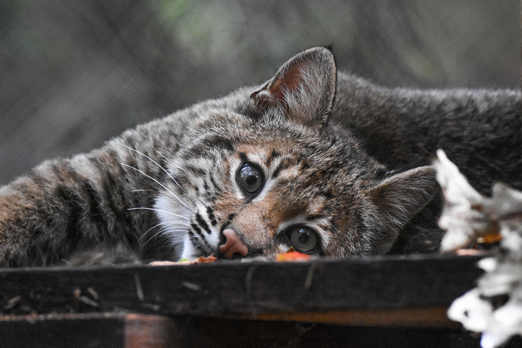WNC Nature Center celebrates new animals added in 2023 - The City of ...