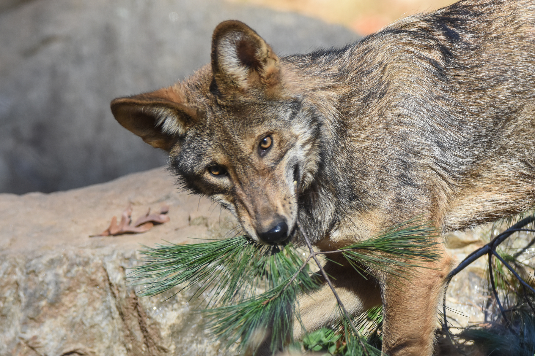 WNC Nature Center brings economic boost to Asheville and the Western ...