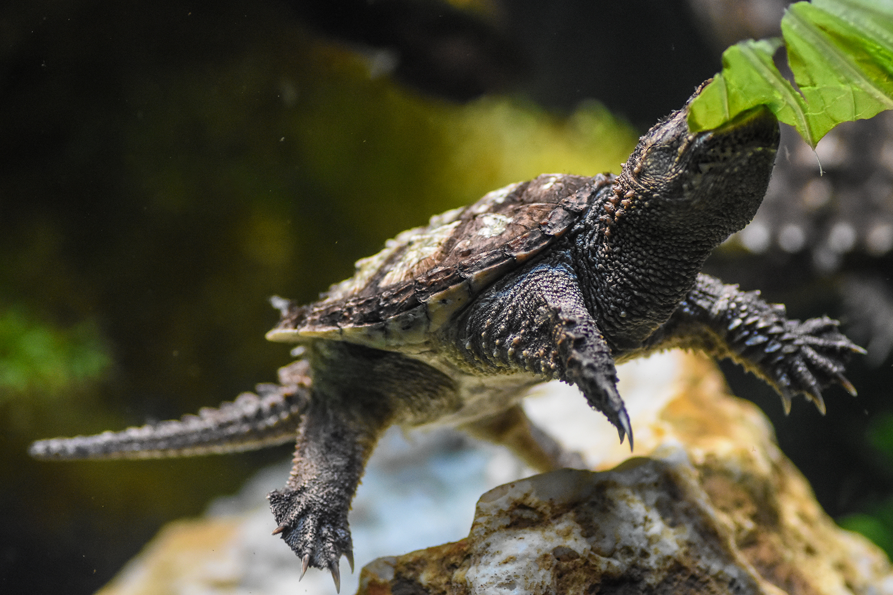 WNC Nature Center: Celebrate New Animals - Asheville.com