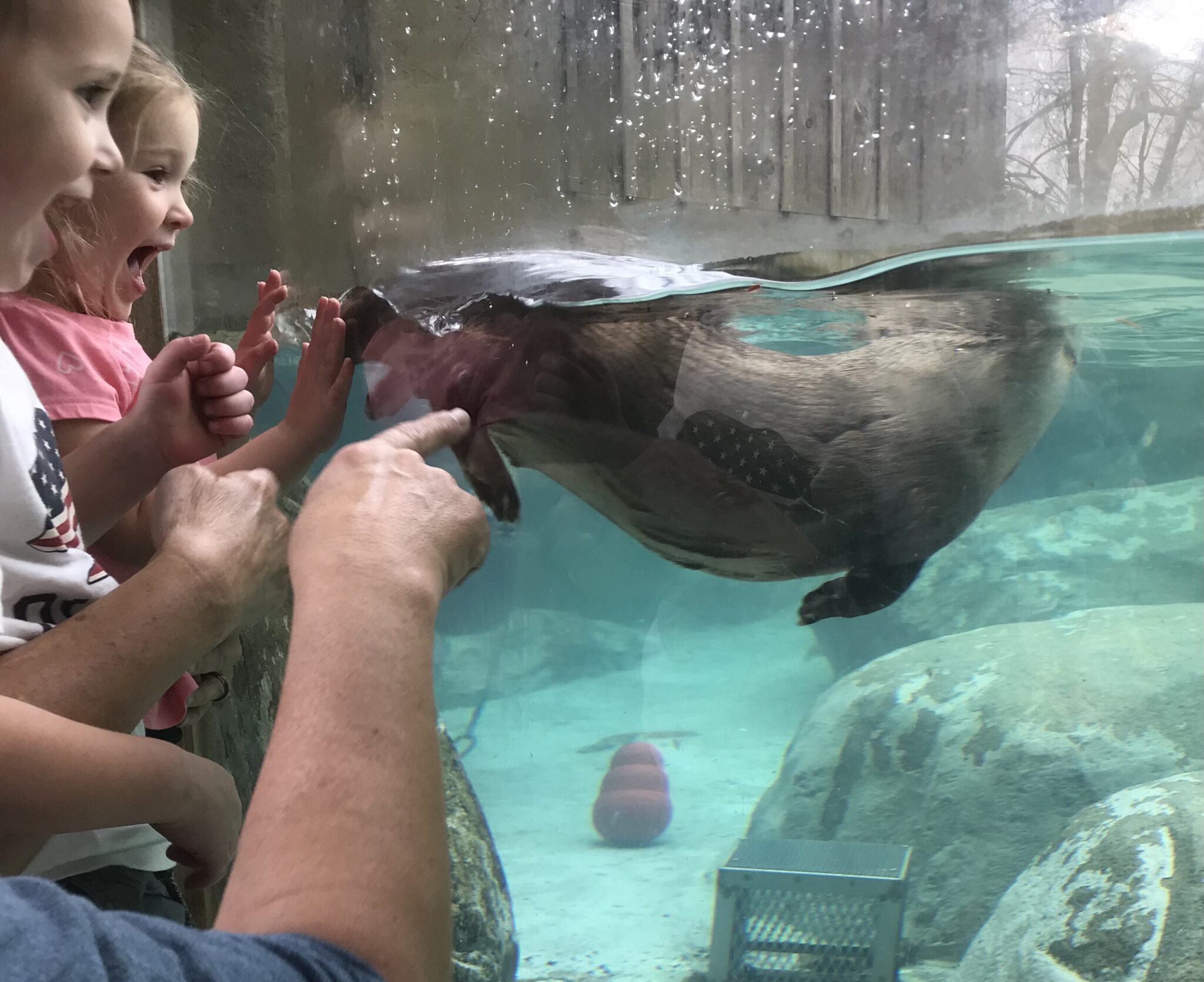 WNC Nature Center brings economic boost to Asheville and the Western ...