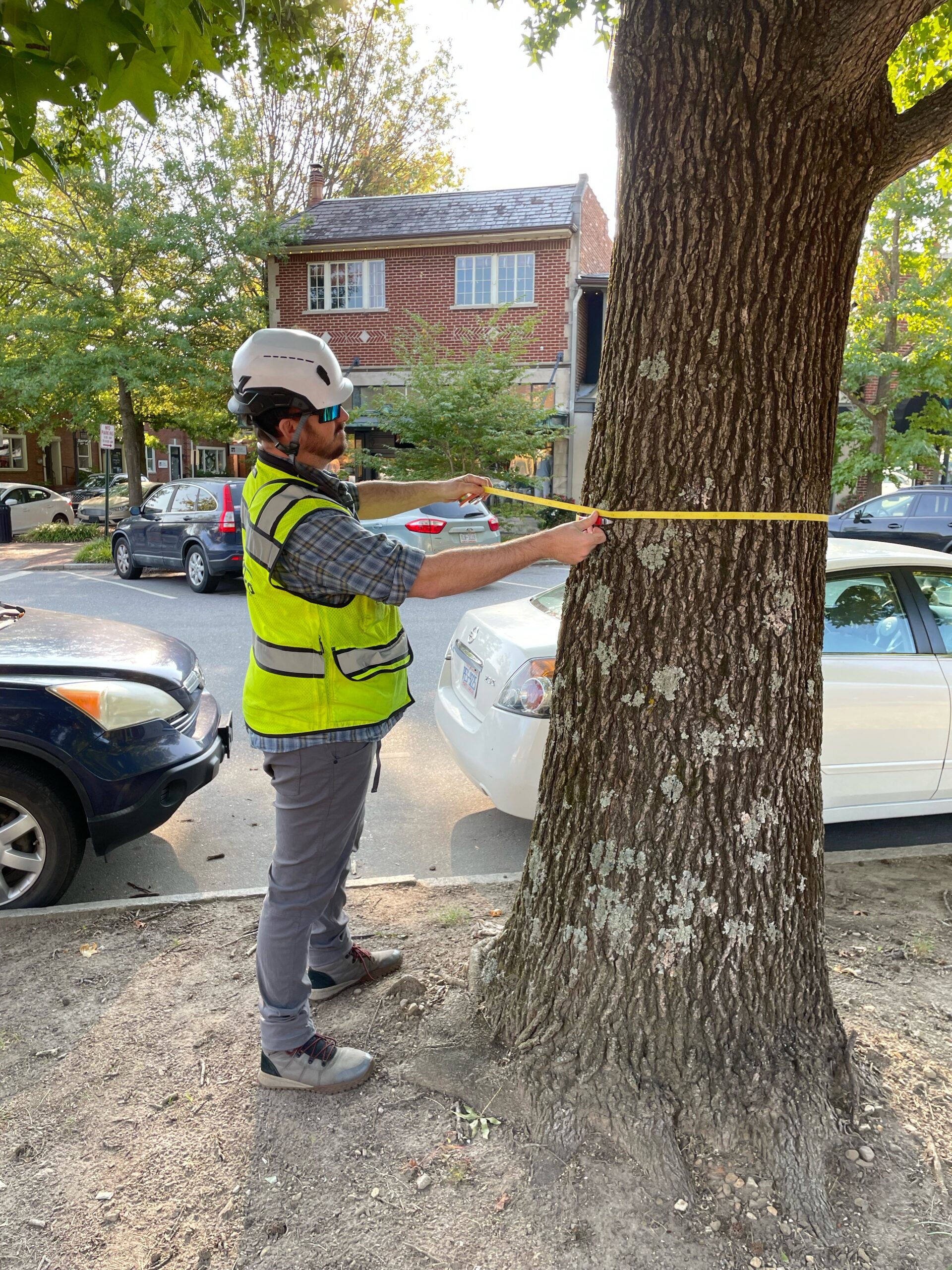 Asheville Asks: Who are these people measuring trees? What are they ...