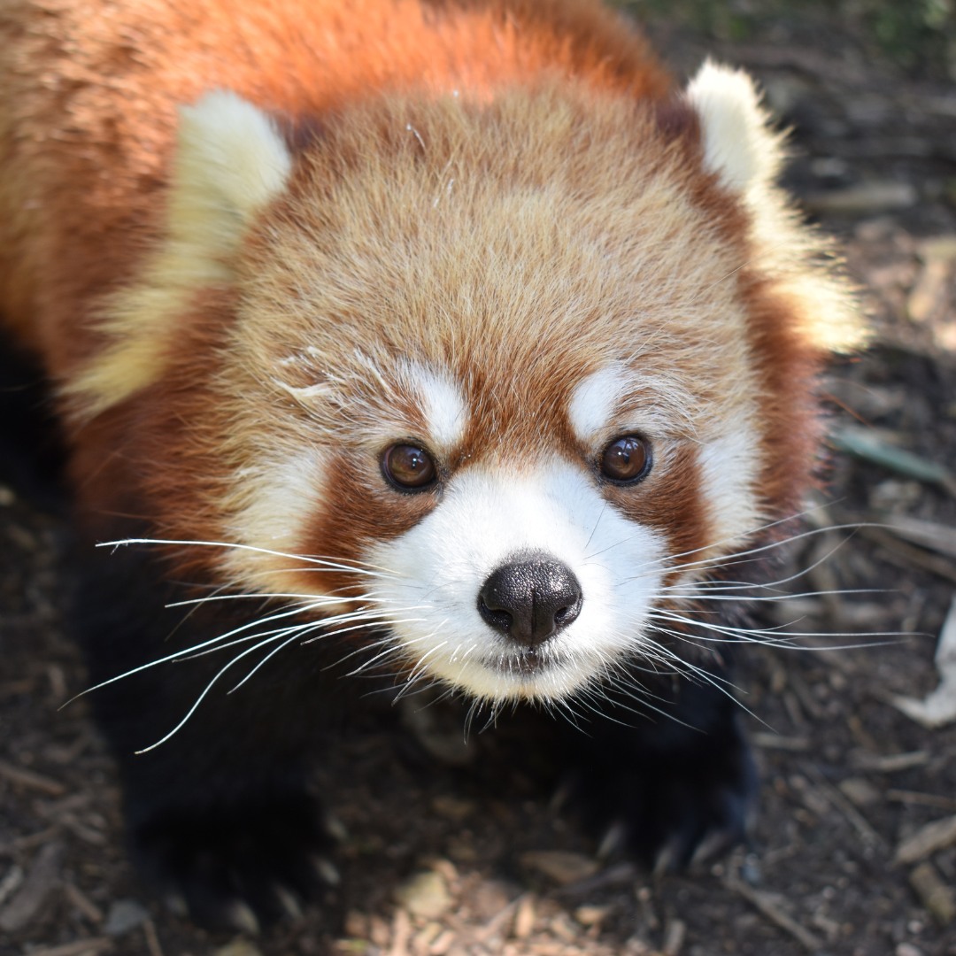 WNC Nature Center is sad to share news of the passing of Leafa, the red ...