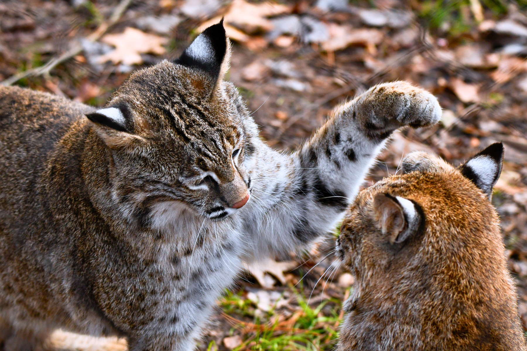 WNC Nature Center reopens to the public March 17 - The City of Asheville